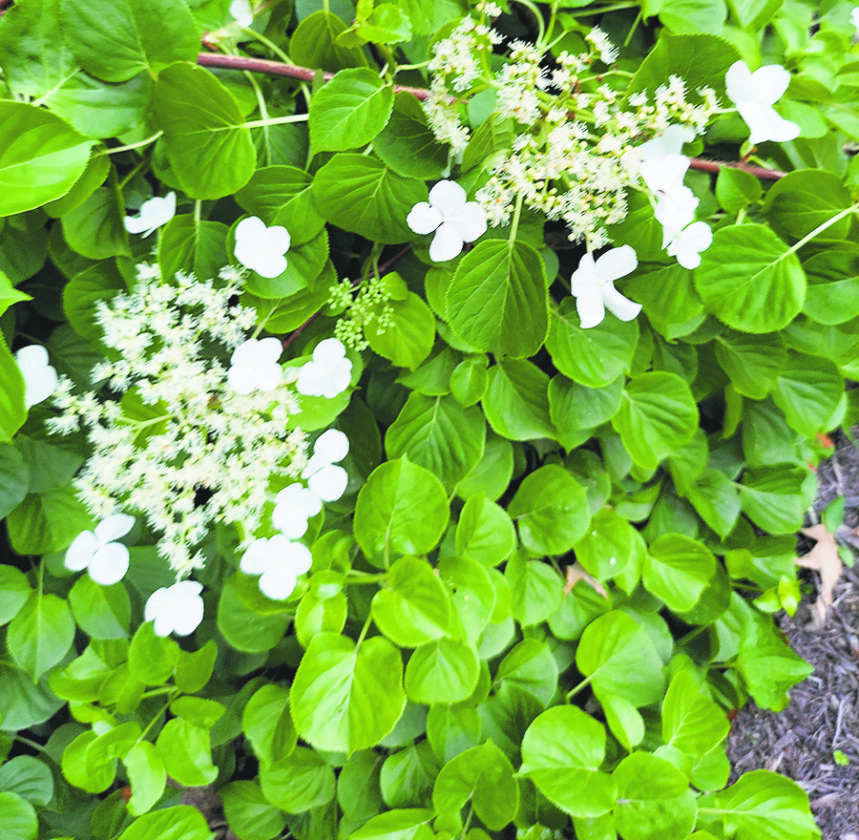 Keep ground cover on its side of the bed | News, Sports, Jobs - The ...